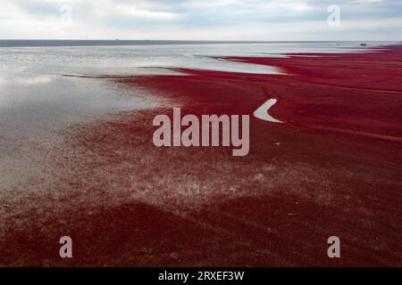 Aerial photo shows beautiful scenes of the red beach wetland in Panjin ...