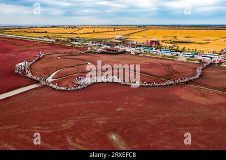 Aerial photo shows beautiful scenes of the red beach wetland in Panjin ...