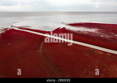 Aerial photo shows the red beach in Qingdao City, east China's Shandong ...