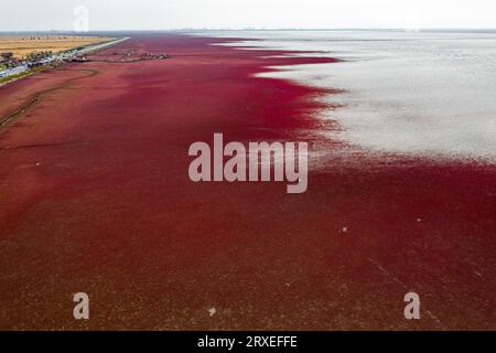 Aerial photo shows beautiful scenes of the red beach wetland in Panjin ...
