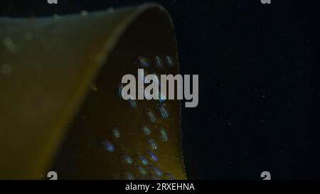 Blue-rayed Limpet - Patella pellucida Stock Photo - Alamy