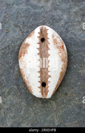 Ancient Chinese Cowrie Shell Imitation in Bronze Stock Photo - Alamy