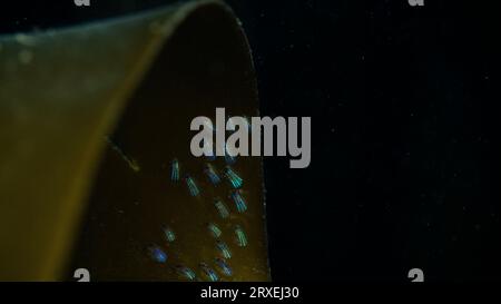 Blue rayed limpets (Patella pellucida) on a kelp frond off the Welsh ...