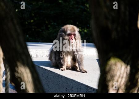 Netherlands, Amsterdam on 2022-09-22. Animal photography at Artis Zoo ...
