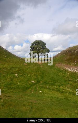 The Sycamore Gap Tree or Robin Hood Tree on Hadrian's Wall Path by Crag ...