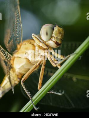 Extreme Close up of Dragon fly Compound Eyes Stock Photo - Alamy