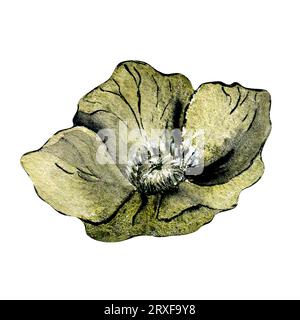 Watercolor dark grey hellebore flower isolated on white background ...
