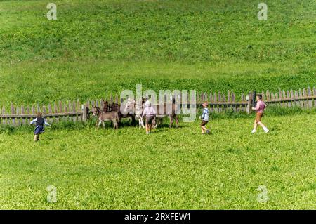 Children in Tyrolean costume chasing donkeys, Almabtrieb in Südtirol ...