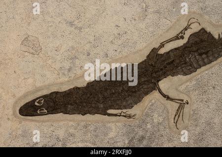 Fossil Alligator, Eocene epoch, from the Green River formation in ...