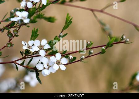 White flowers of the Australian native Flaky Barked Tea Tree, Gaudium ...