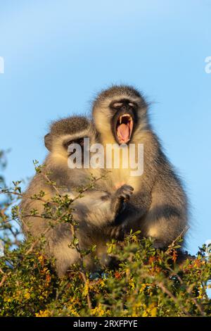Vervet monkeys (Chlorocebus pygerythrus), Mountain Zebra national park ...
