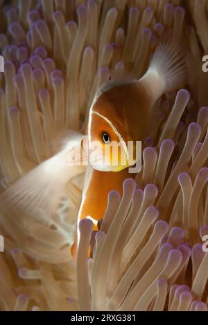 Close-up of symbiotic behaviour Symbiosis of orange fin anemonefish ...
