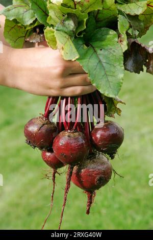 Beetroot (Beta vulgaris vulgaris), roots, tubers Stock Photo - Alamy