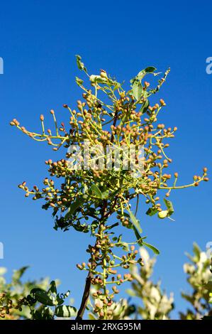 Turpentine tree (Pistacia terebinthus), Provence, terebinth Stock Photo ...