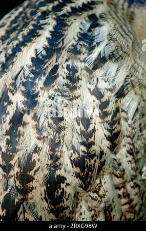 close view eurasian bittern heron (botaurus stellaris) in reed grass ...