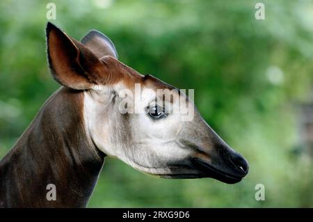 Okapi (head shot Stock Photo - Alamy
