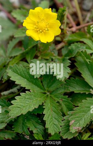 Creeping tormentil (Potentilla reptans), Bavaria, Germany Stock Photo ...