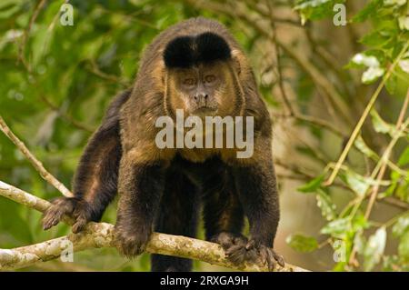 Black-horned Capuchin (Cebus nigritus), Brazil Stock Photo - Alamy