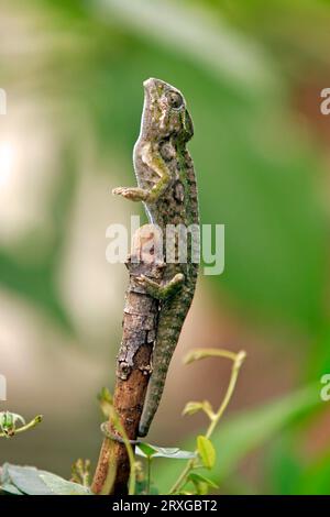 Warty chameleon (Furcifer verrucosus), male, Reniala Reserve, Ifaty ...
