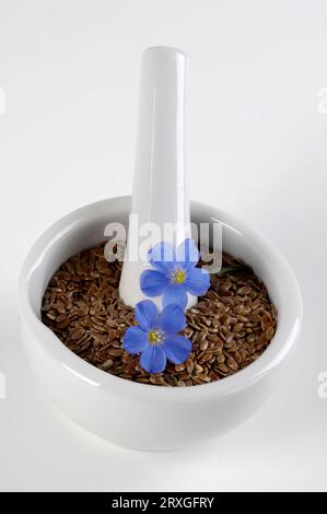 Common flax, linseed in mortar (Linum usitatissimum), linseed in mortar ...