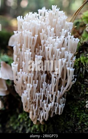 Artomyces pyxidatus is a coral fungus that is commonly called crown ...