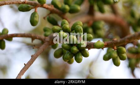 curaca, bahia, brazil - september 18, 2023: crab fruit - Spondias ...