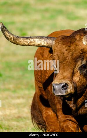 Portrait of a bull of an autochthonous breed from the North of Portugal ...