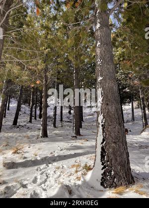 Winter Season in Esquel, Chubut, Patagonia, Argentina Stock Photo - Alamy