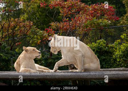 African-Lion, Animal King, at the Toronto zoo, ON. Canada Stock Photo ...