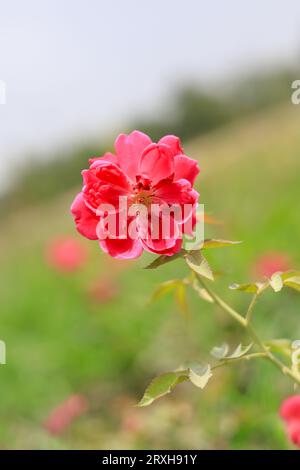 Selective focus of elegant red roses on blurred background Stock Photo ...