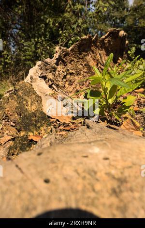 Sprouts growing on a fallen tree lit by the sun seen up close Stock ...