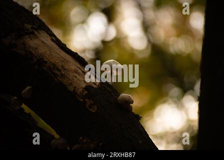 mushrooms seen from below Stock Photo - Alamy