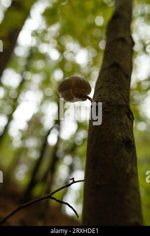 White brown toadstool from the bottom, Utah Stock Photo - Alamy