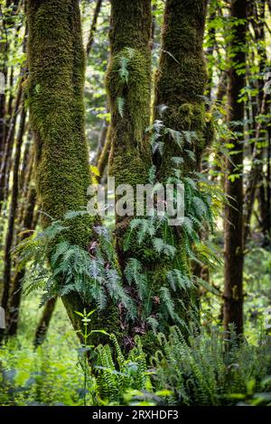 Ferns and moss growing from a large tree trunk in Mount Work Regional ...