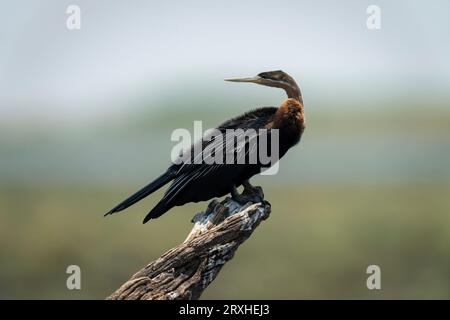 African darter on log stained with guano Stock Photo - Alamy