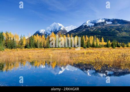 Fall Foliage Kenai Peninsula Chugach National Forest Alaska Stock Photo ...
