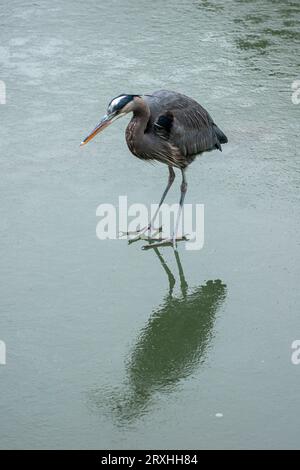 crane walking on thin ice at the Brooklyn Botanic Garden Japanese ...
