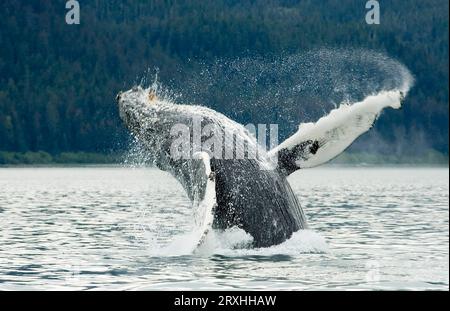 Humpback Whale Breaches Near Glacier Bay National Park, Alaska Stock ...