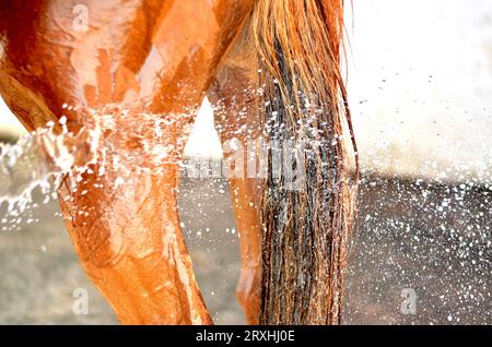 Horse taking a shower Stock Photo - Alamy