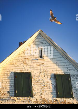 A seagull flying above the building Stock Photo - Alamy