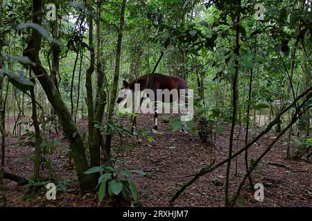 An okapi forages in a wildlife reserve.; Democratic Republic of the ...