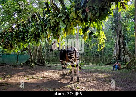 An okapi forages in a wildlife reserve.; Democratic Republic of the ...