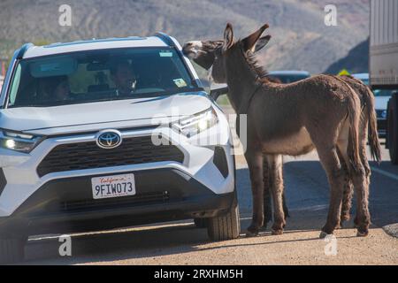 The town of Beatty, NV, USA is known for its local herd of wild burro ...