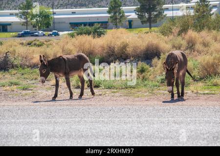 The town of Beatty, NV, USA is known for its local herd of wild burro ...