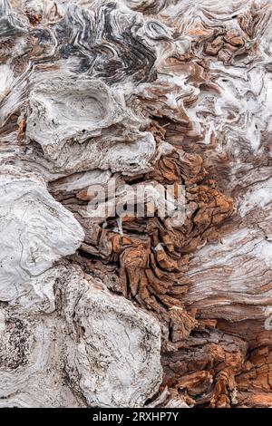 Weather beaten tree in a salt marsh, open water and deep blue sky ...