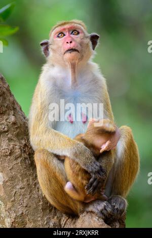 Toque Macaque (Macaca sinica) newborn, Polonnaruwa, Sri Lanka Stock ...