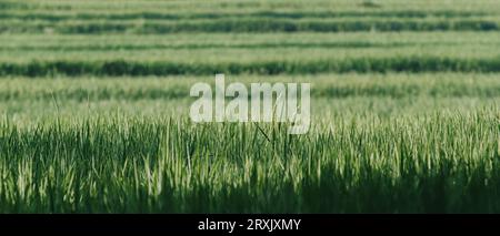 Blurred paddy rice field with bokeh and filtered color in the morning ...