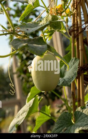 Cucumis sativus 'Crystal Apple'. Round white cucumber Stock Photo - Alamy