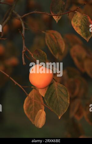 The persimmon fruit trees in autumn Stock Photo - Alamy