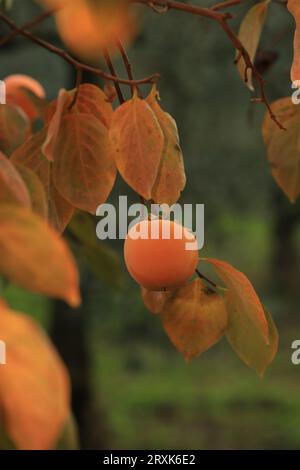 The persimmon fruit trees in autumn Stock Photo - Alamy